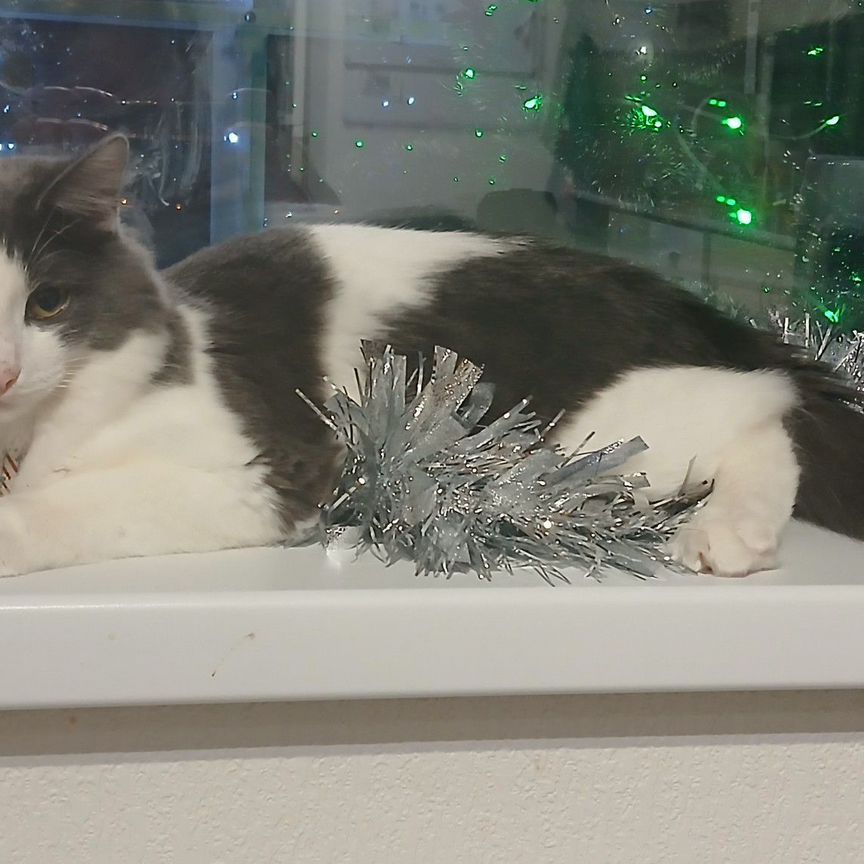 Взрослый кот в добрые руки