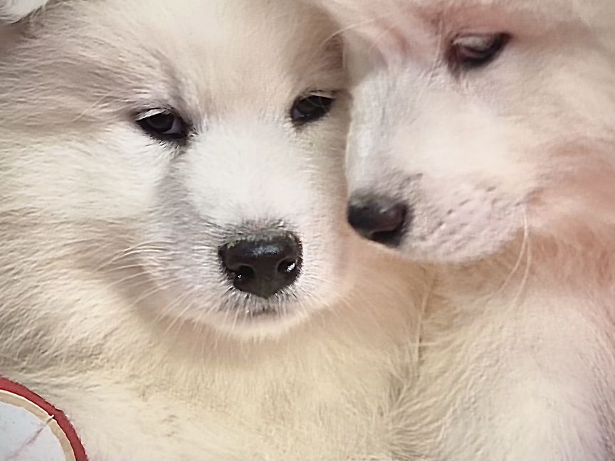 Самоеды РКФ - белоснежные медвежата