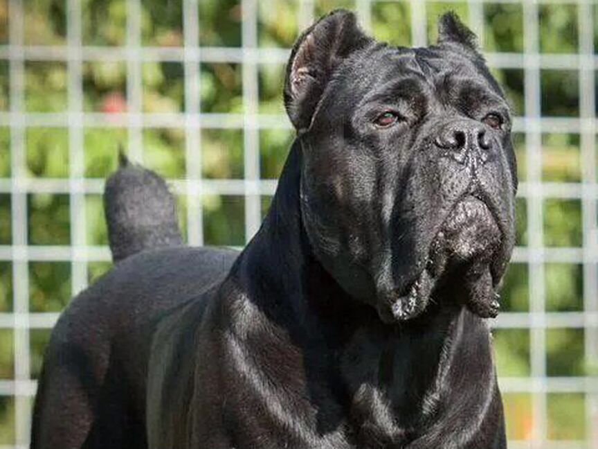 Кане Корсо -Римский Воин