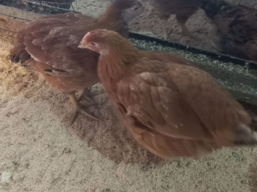 Цыплята Подрощеные