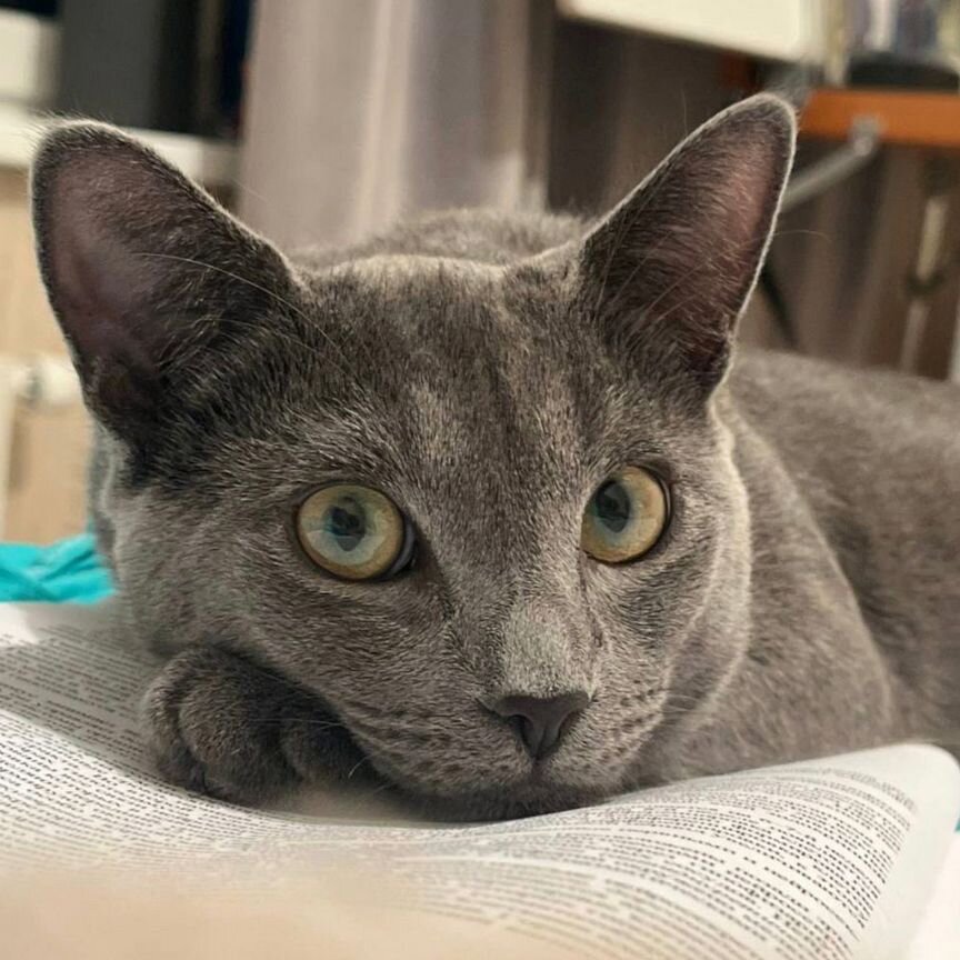 Русский голубой кот, вязка