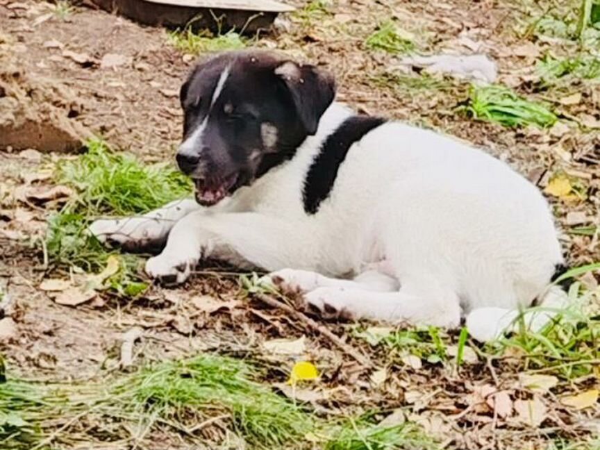 Щенок ищет хозяина, кобелёк