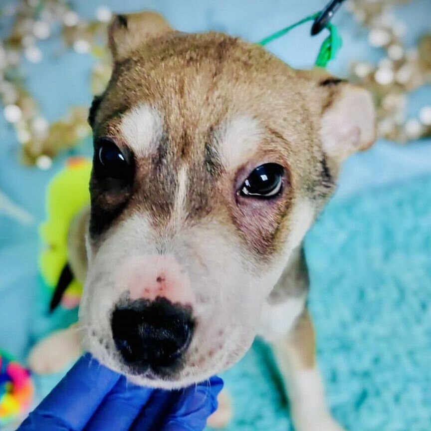 Щенок в добрые руки