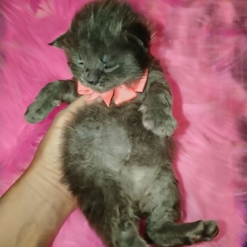 Мейн-кун котёнок