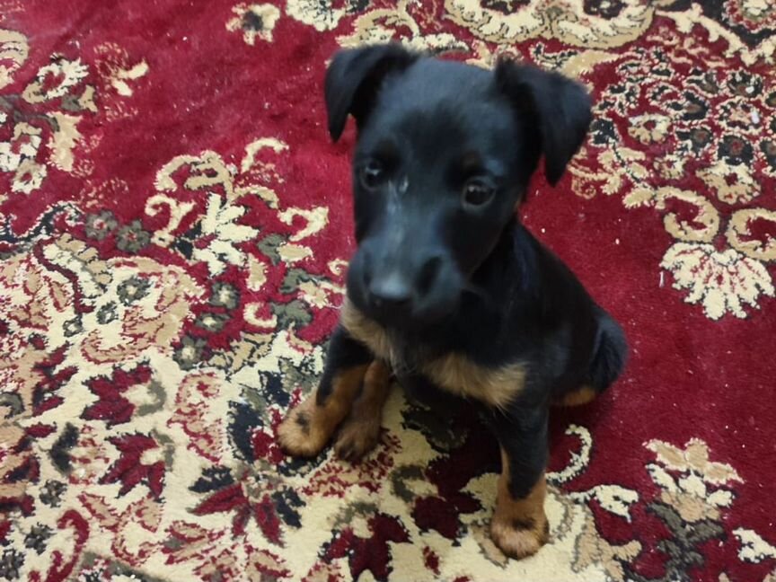 Немецкий ягдтерьер гладкошерстная