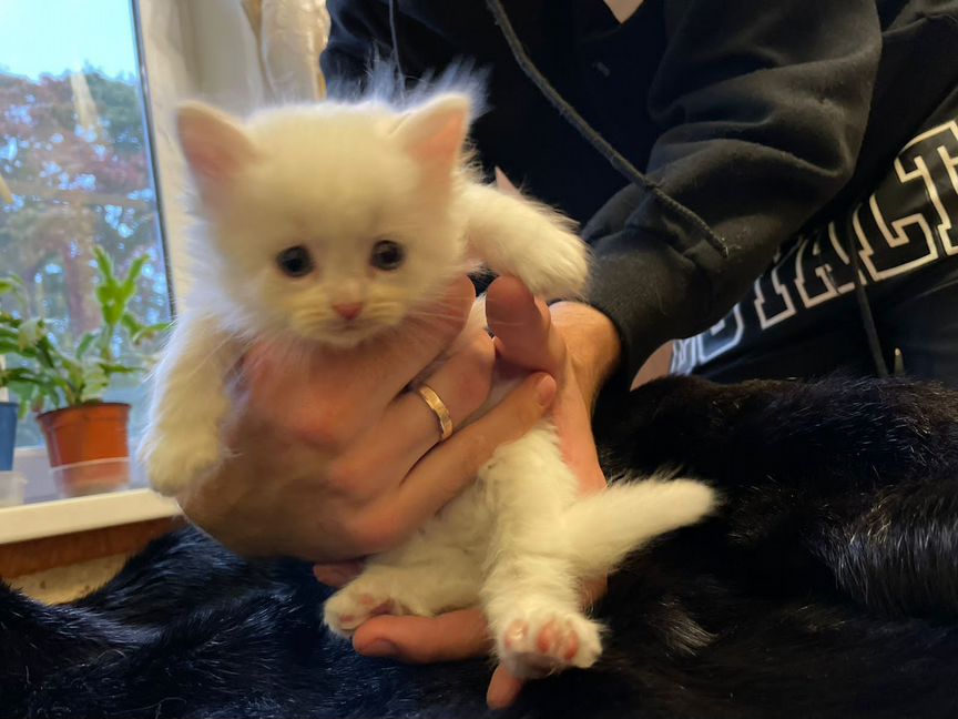 Шотландский котёнок