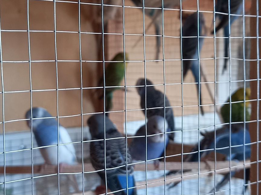 Попугаи волнистые