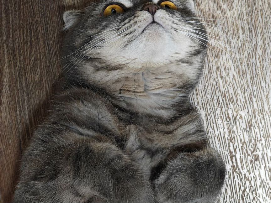 Шотландская вислоухая кошка бесплатно