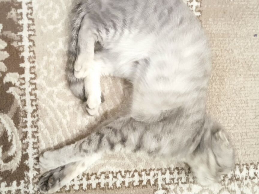 Шотландская вислоухая кошка