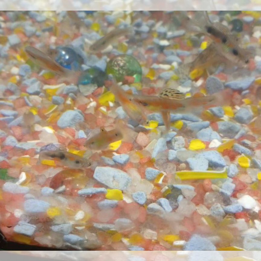 Рыбки гуппи