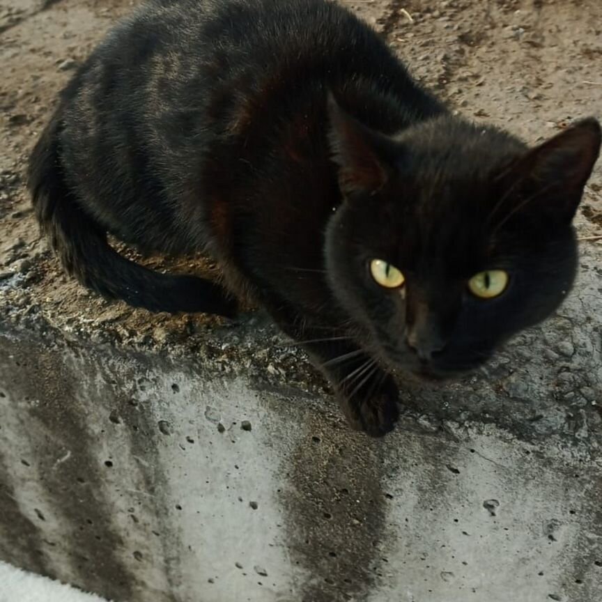 Замерзает котик