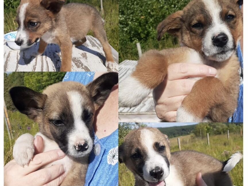 Щенок в добрые руки щеночки ищут дом