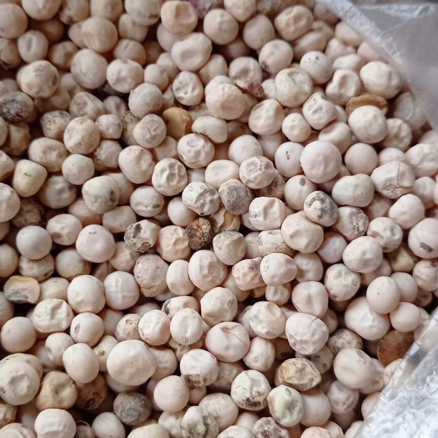 Горох кормовой