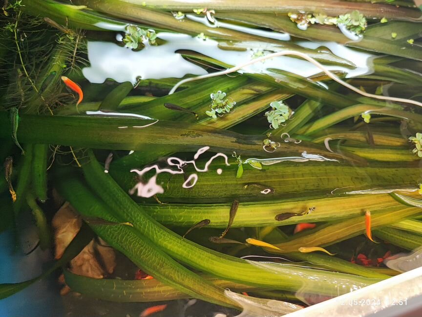 Аквариумное растение