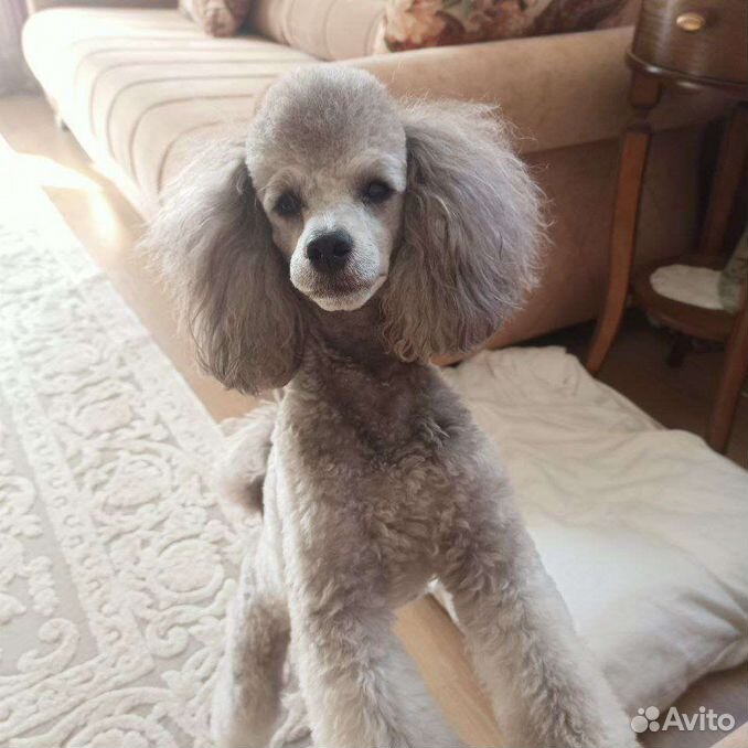 Вязка мини пудель