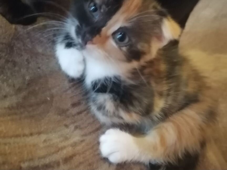 Домашние животные котята