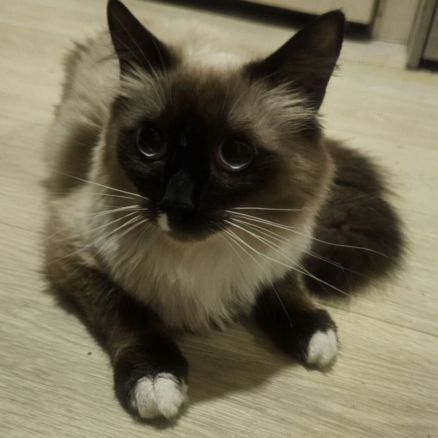 Сиамский котёнок