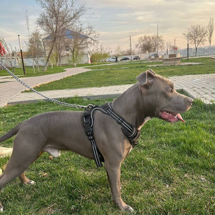 Пристраиваюиваются в добрые руки