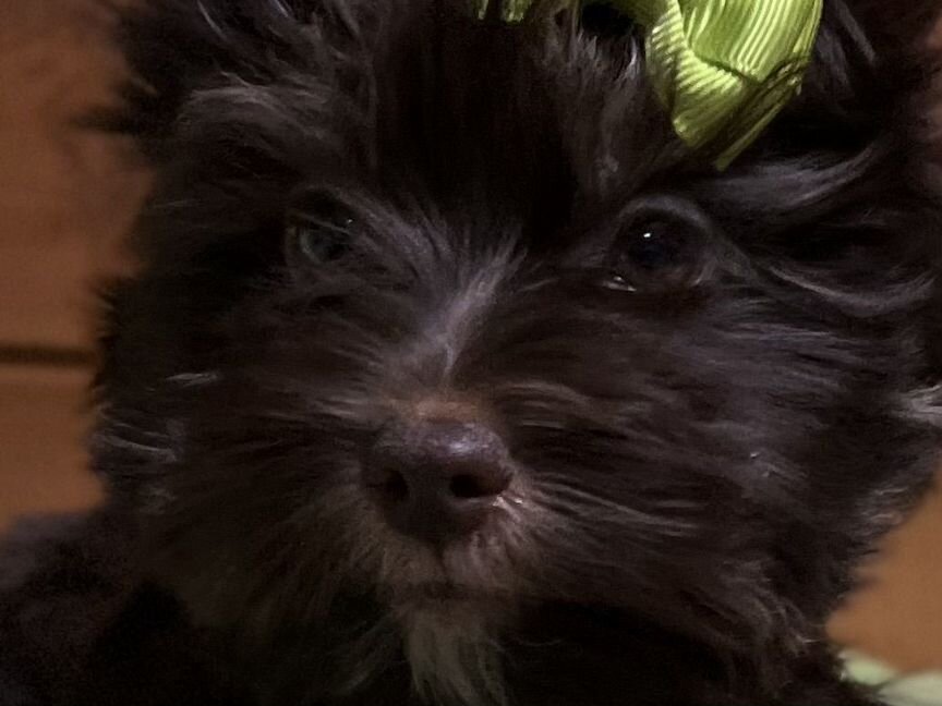 Шоколадный йорк