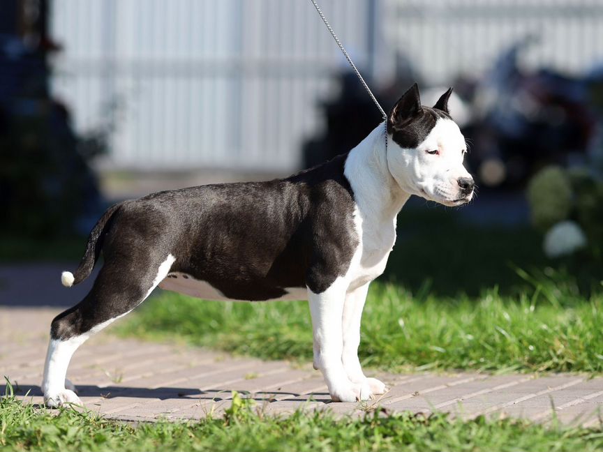 Девочка амстаффа 3,5 месяца