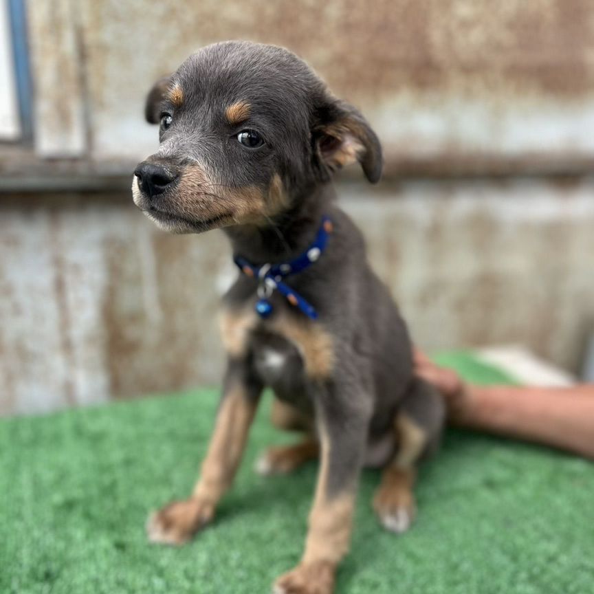 Маленький щенок в добрые руки