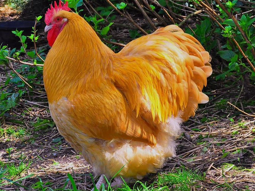 Продам петухов породы Орпингтон и Барневельдер