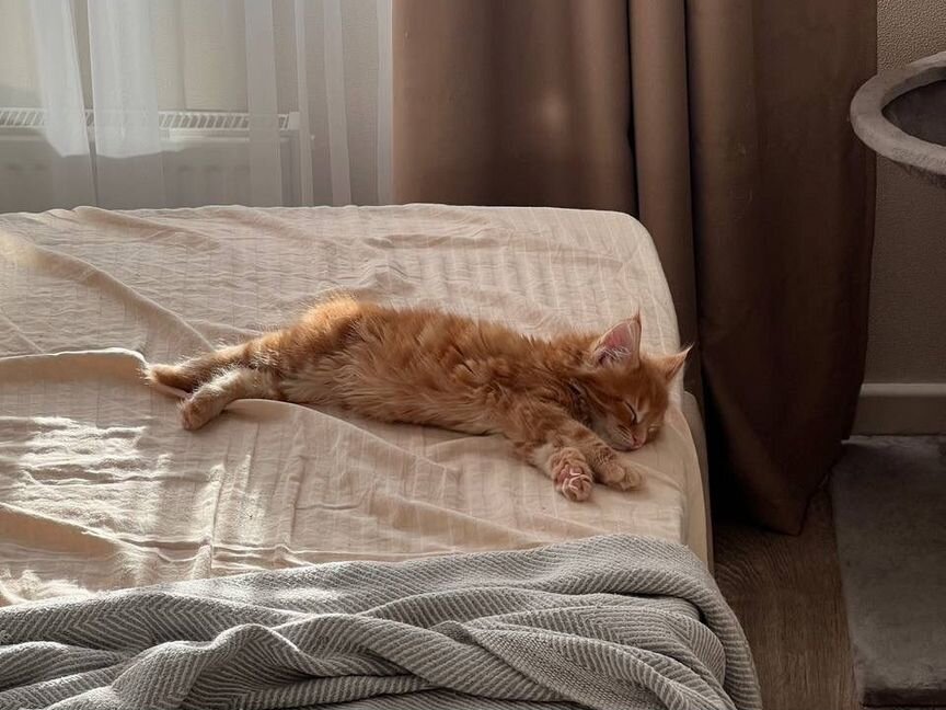 Котята мейн-кун