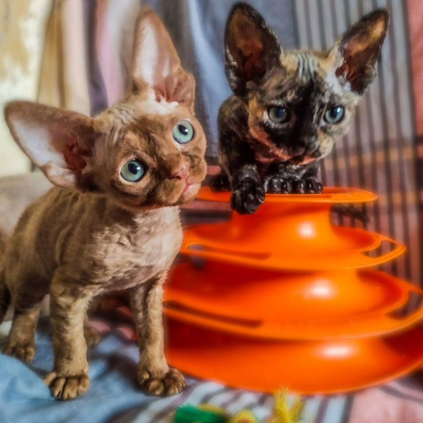 Котята девон-рекс