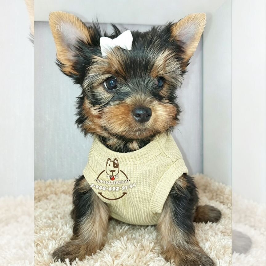 Йоркширский терьер, щенок