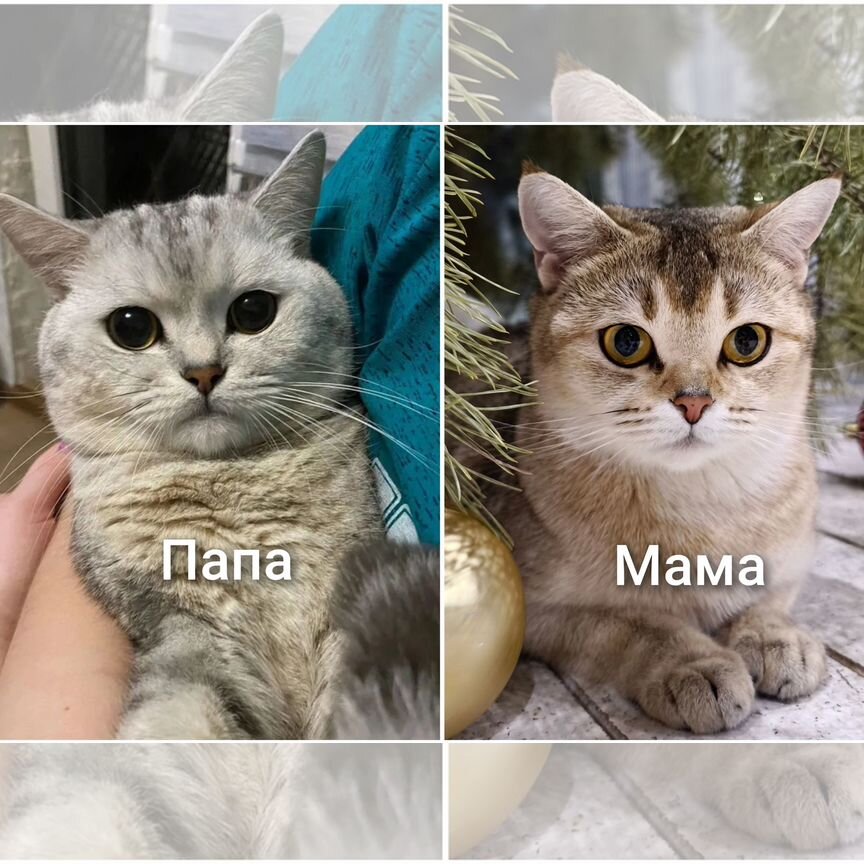 Британский короткошёрстный котёнок