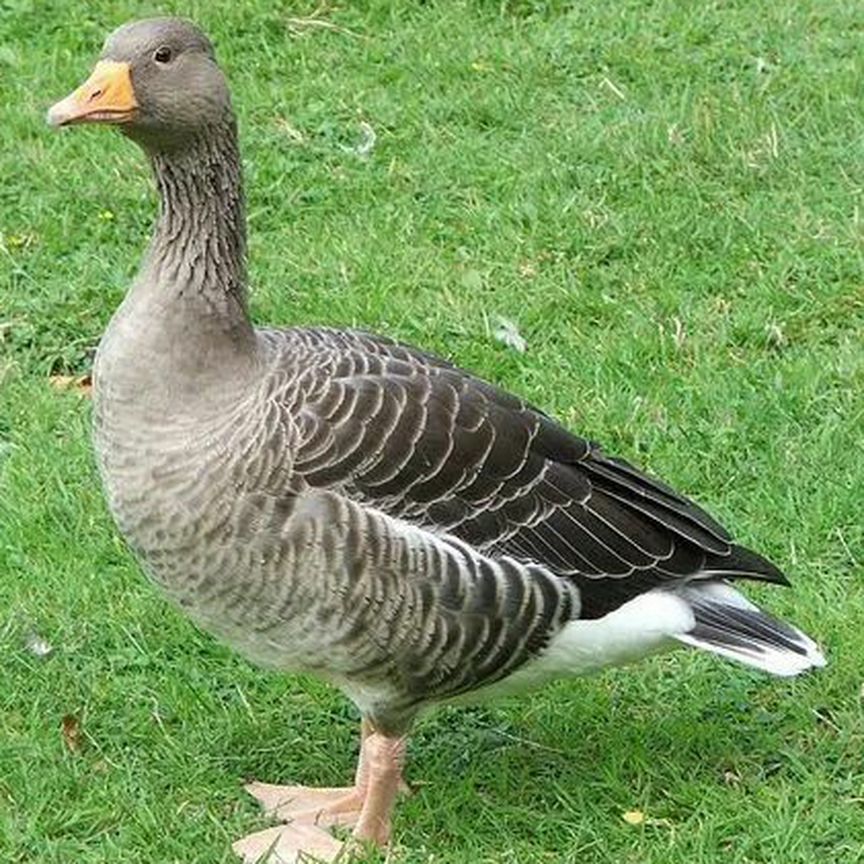 Крупные серые гуси