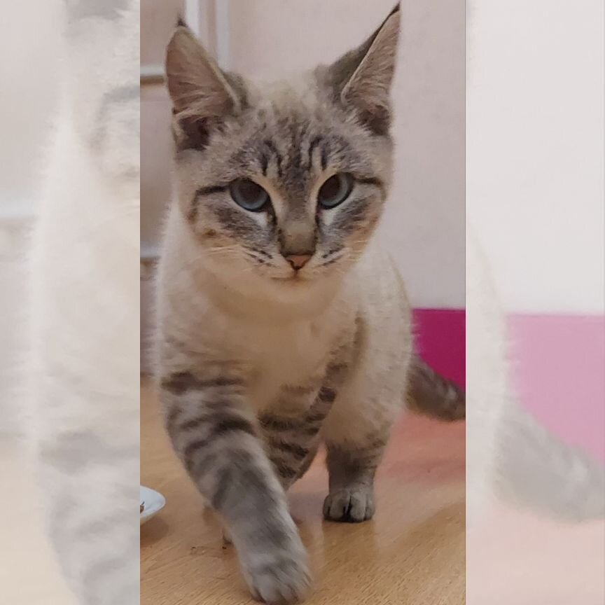 Кот котёнок в добрые руки
