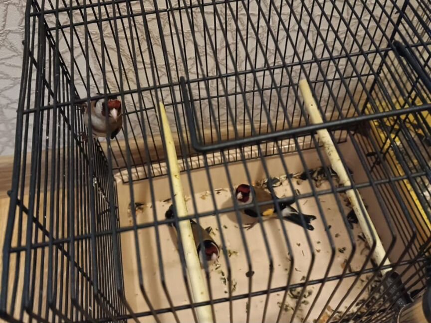 Птица щегол