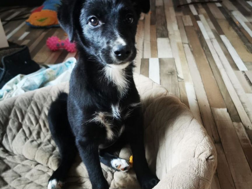 Славный щенок мальчик 4 месяца