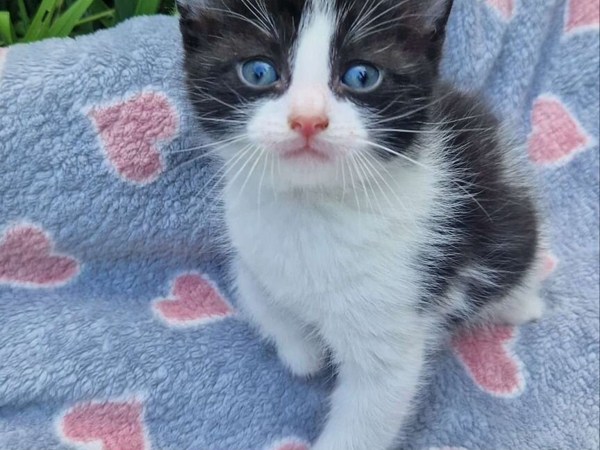 Малышка Куки ищет дом котенок в дар