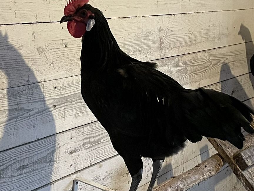 Минорки петухи