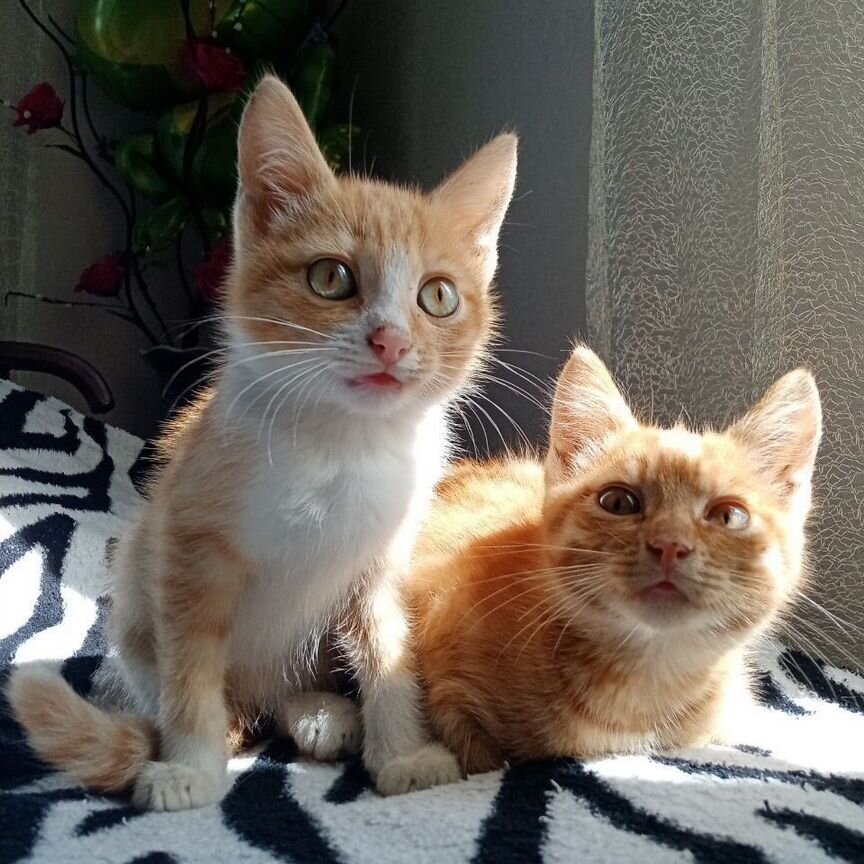 Отдам в добрые руки котят