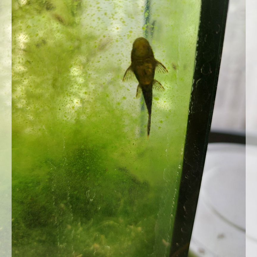 Анциструс мальки 3см