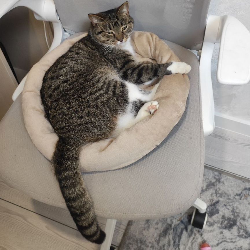 Взрослая, Девочка кошка в добрые руки