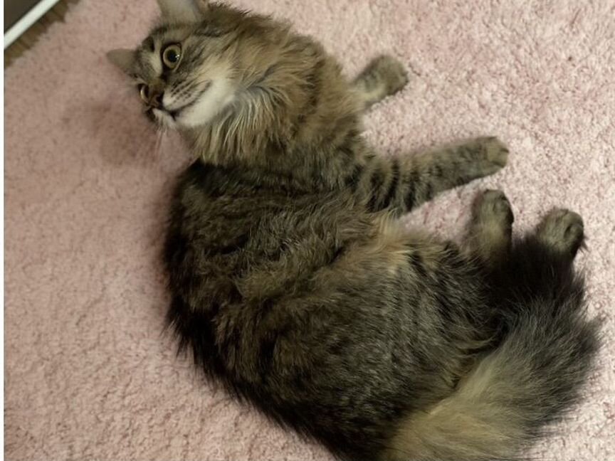 Котенок с тяжелой судьбой ищет дом
