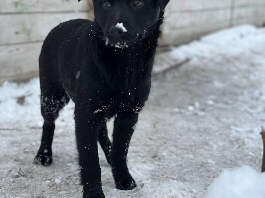 Щенок девочка