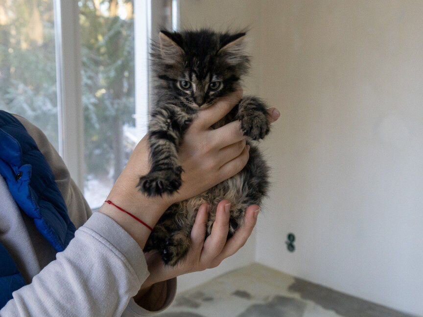 Отдам котенка в добрые руки (1,5 месяца)