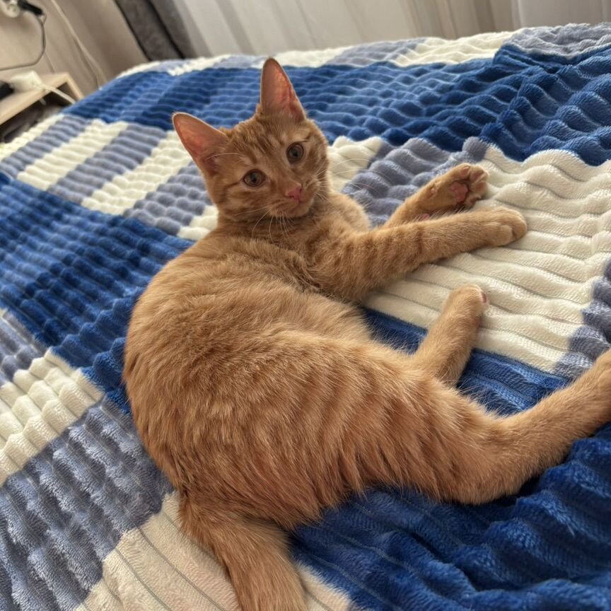 Отдам котенка