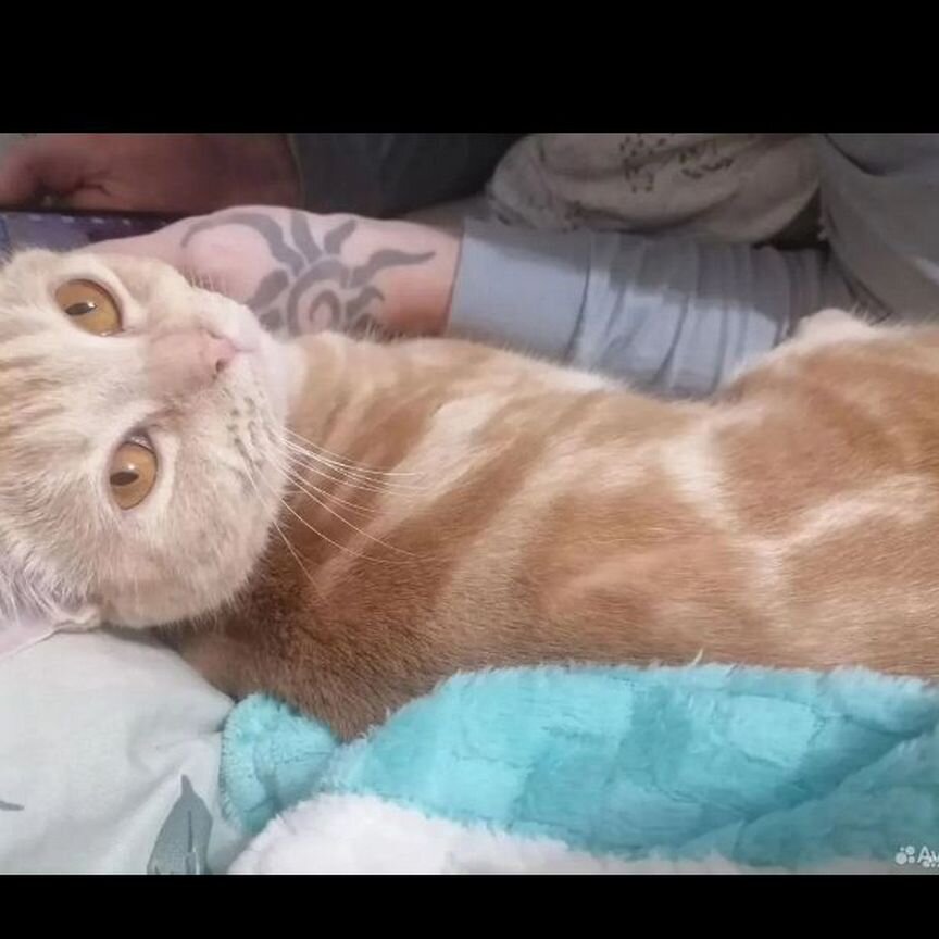 Шотландская прямоухая короткошёрстная, взрослая кошка