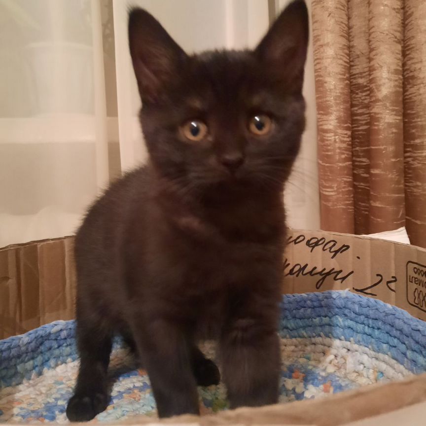 Бомбейский котёнок