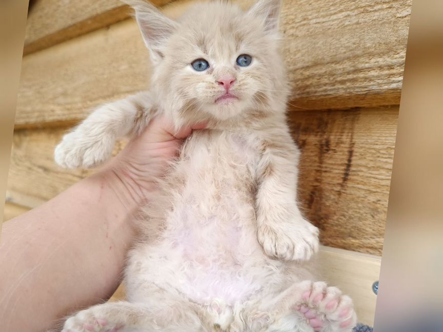 Мейн-кун крем полидакт мальчик