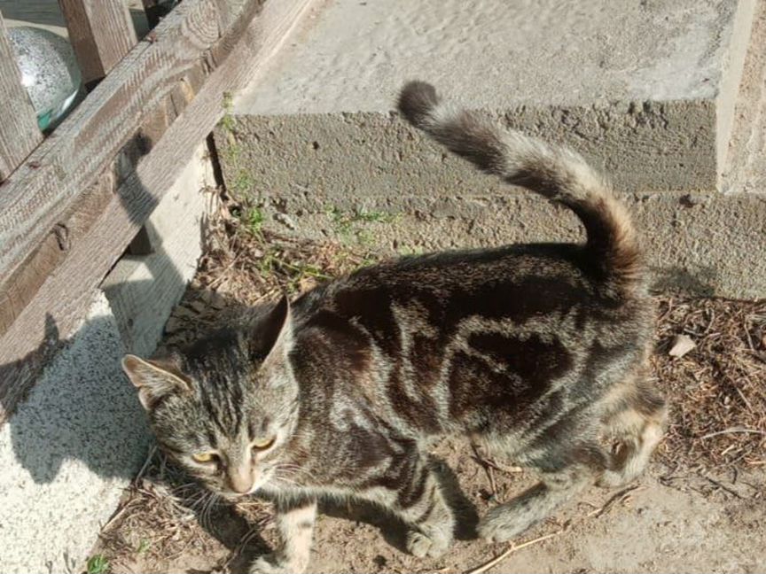 Котенок в добрые руки