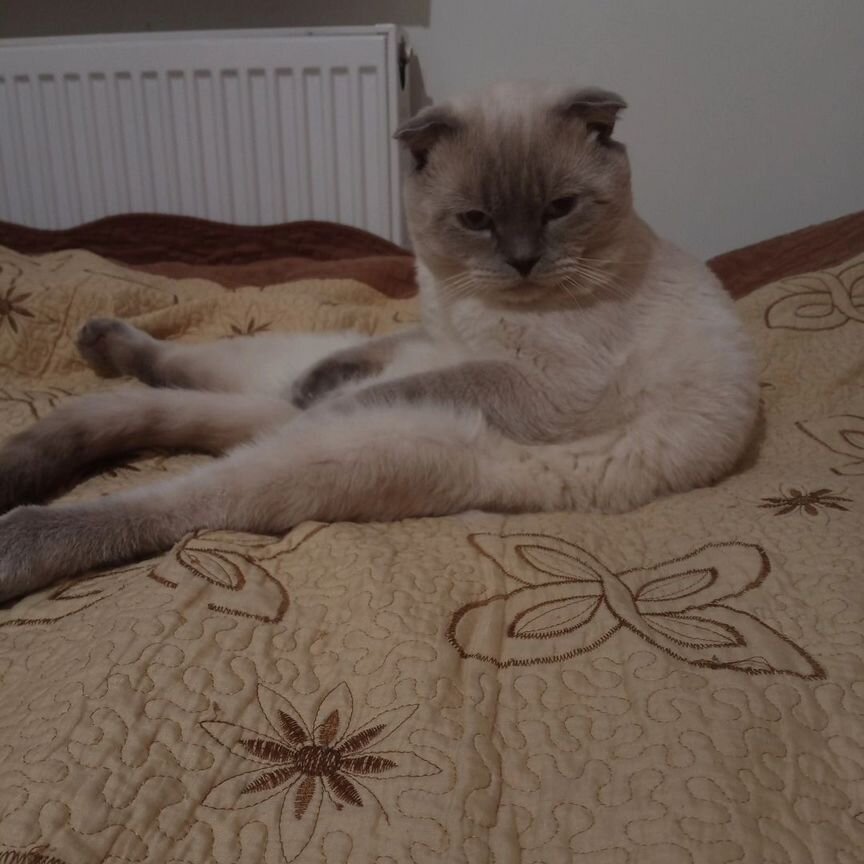 Кот Арчи