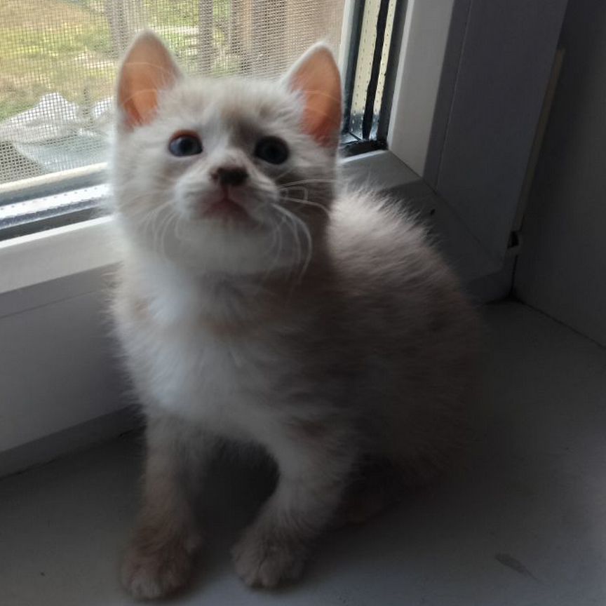 Домашние животные котята бесплатно