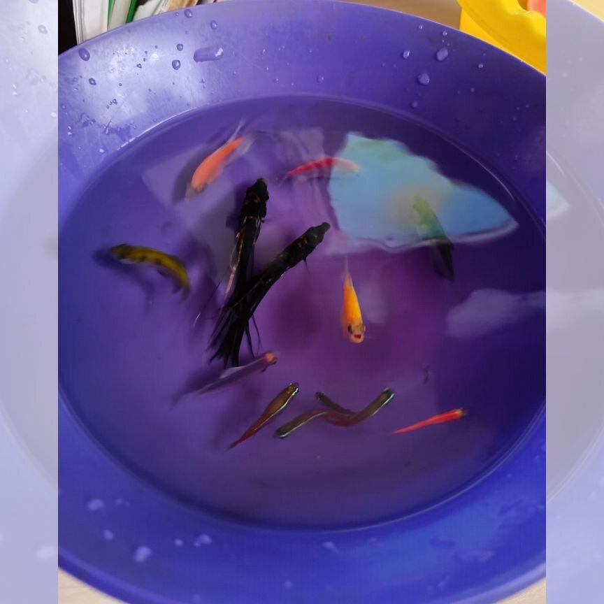 Аквариумные рыбки